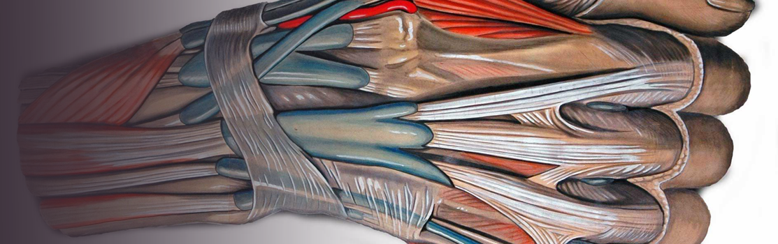 Tendons and Ligaments – Laith Al-Shihabi, MD